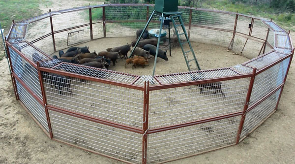 New high-tech wireless trap catches wild hogs | khou.com