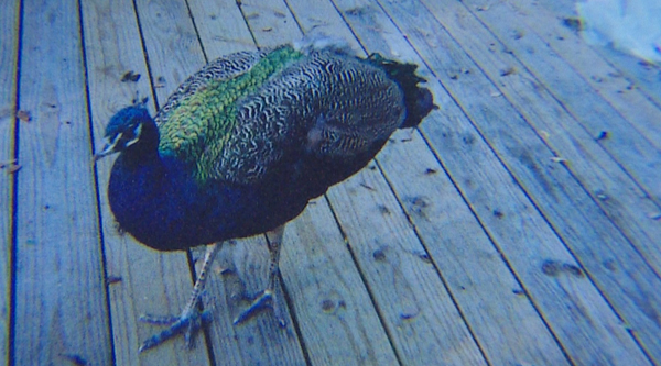 Aggressive peacock attacks neighbors in Cypress | khou.com
