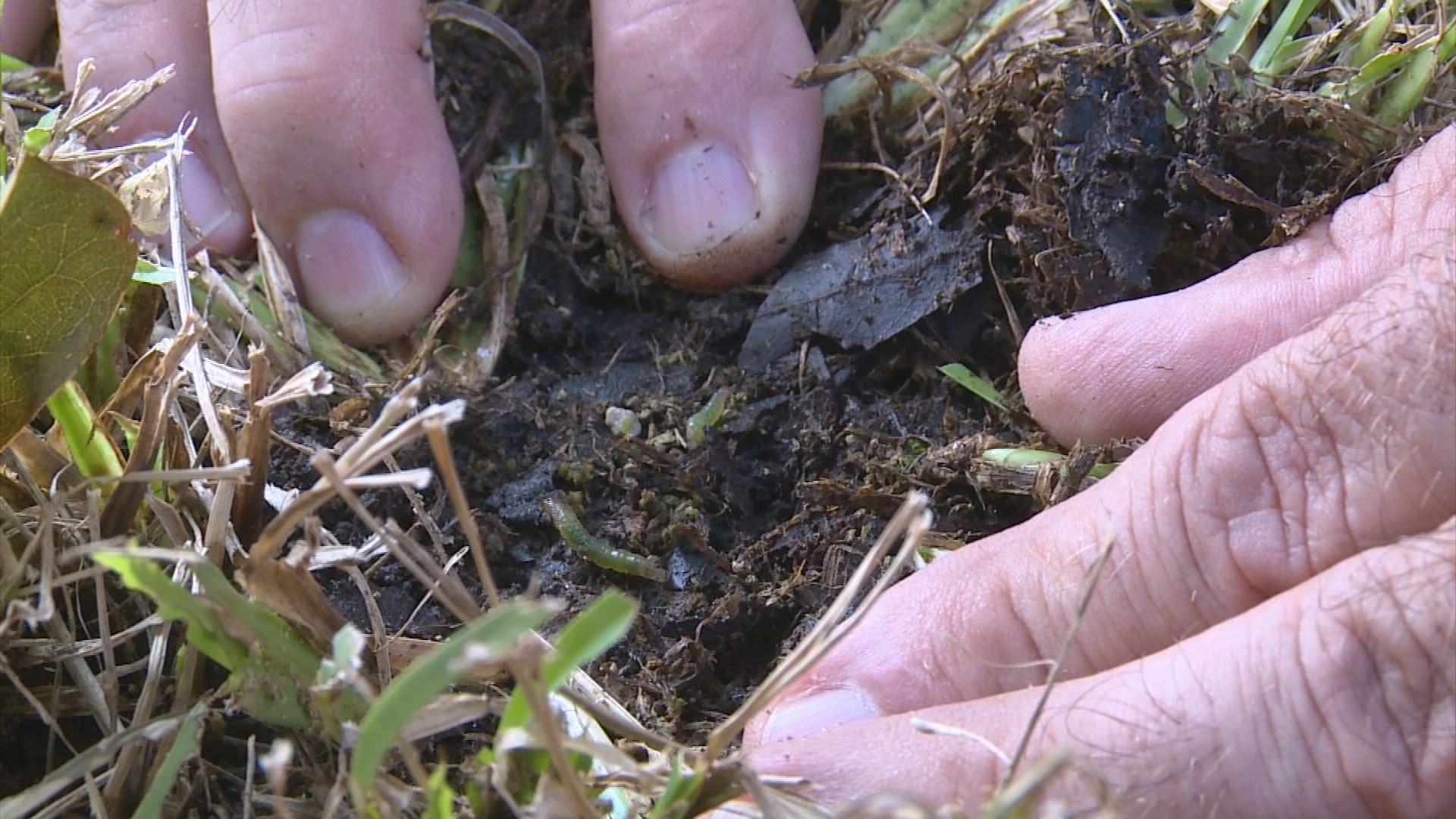 Webworms Wreaking Havoc On Houston area Lawns Khou