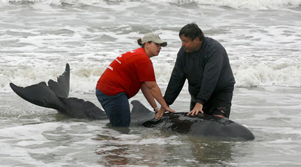Beached whale in Galveston had infection, abscess | khou.com
