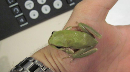 Houston Zoo receives rare type of tree frog | khou.com