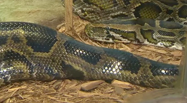 Police: Python that strangled young brothers lived in apartment, not ...