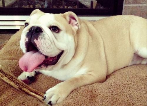 Animal Attraction: Wackiest Pet Names | khou.com