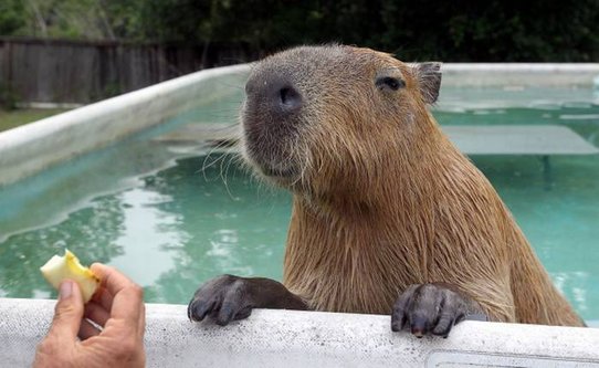 Texas family shows off 120-pound pet rodent | khou.com