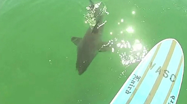 Man on paddleboard has close encounter with sharks | khou.com