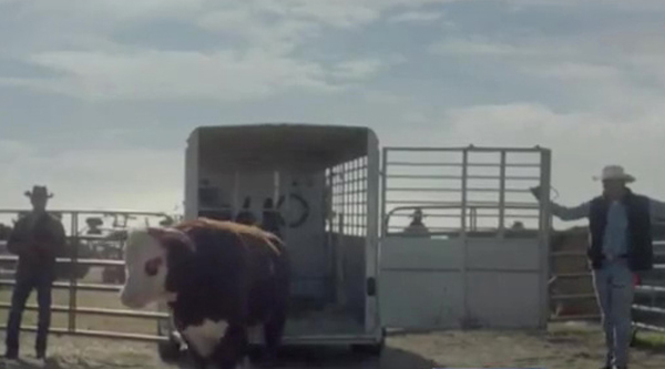 A&M regent's cattle, ranch featured in Chevy's 'Romance' ad | khou.com