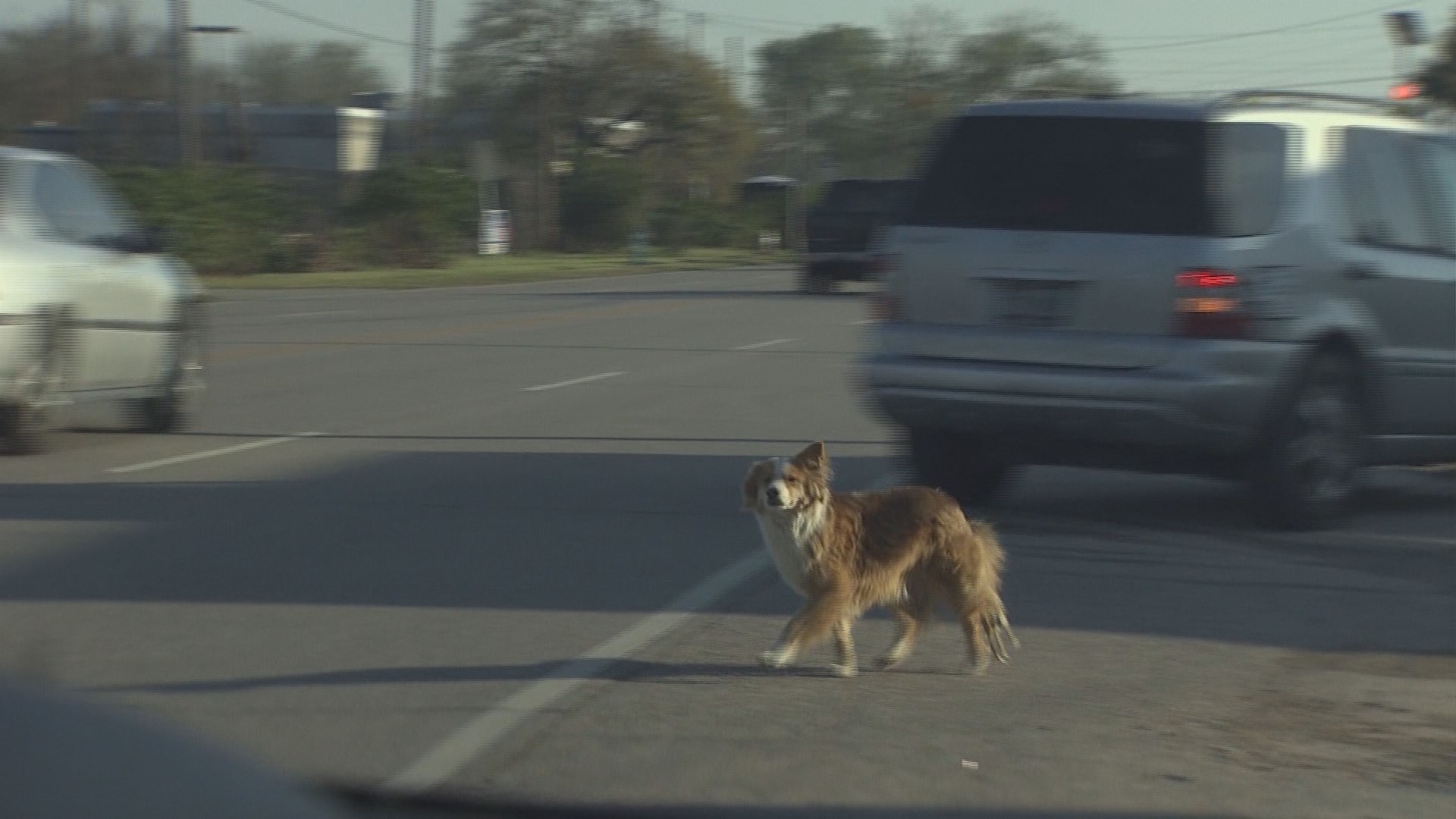 Animal Control can't keep up with Houston's stray dog "crisis" | khou.com