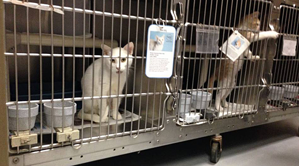 Advocates vocalize concerns over shuffling of animals from Friendswood ...