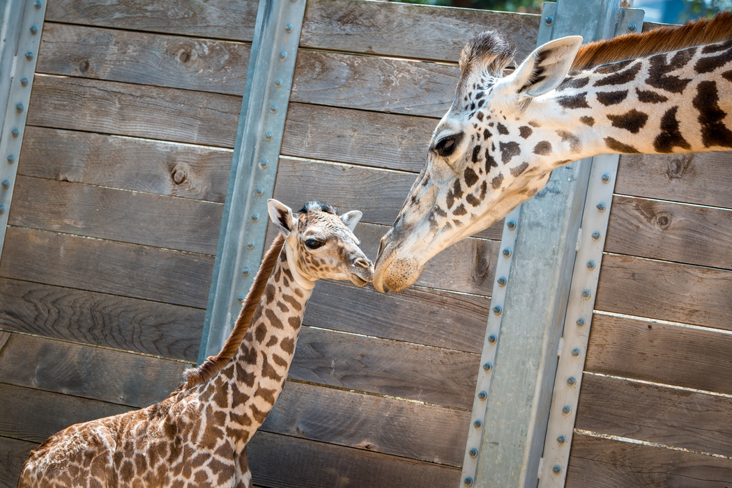 Houston Zoo giraffe dies after brief illness | khou.com