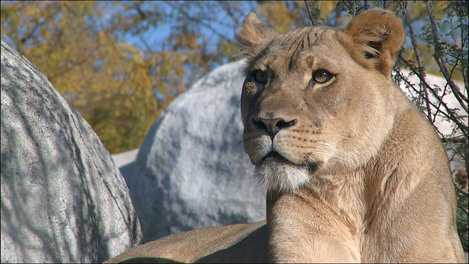 Dallas Zoo Lion Dallas Zoo Lion Killed By Fellow Big Cat In Front Of
