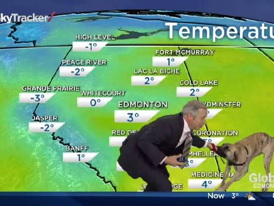 Dog interrupts weather forecast | khou.com