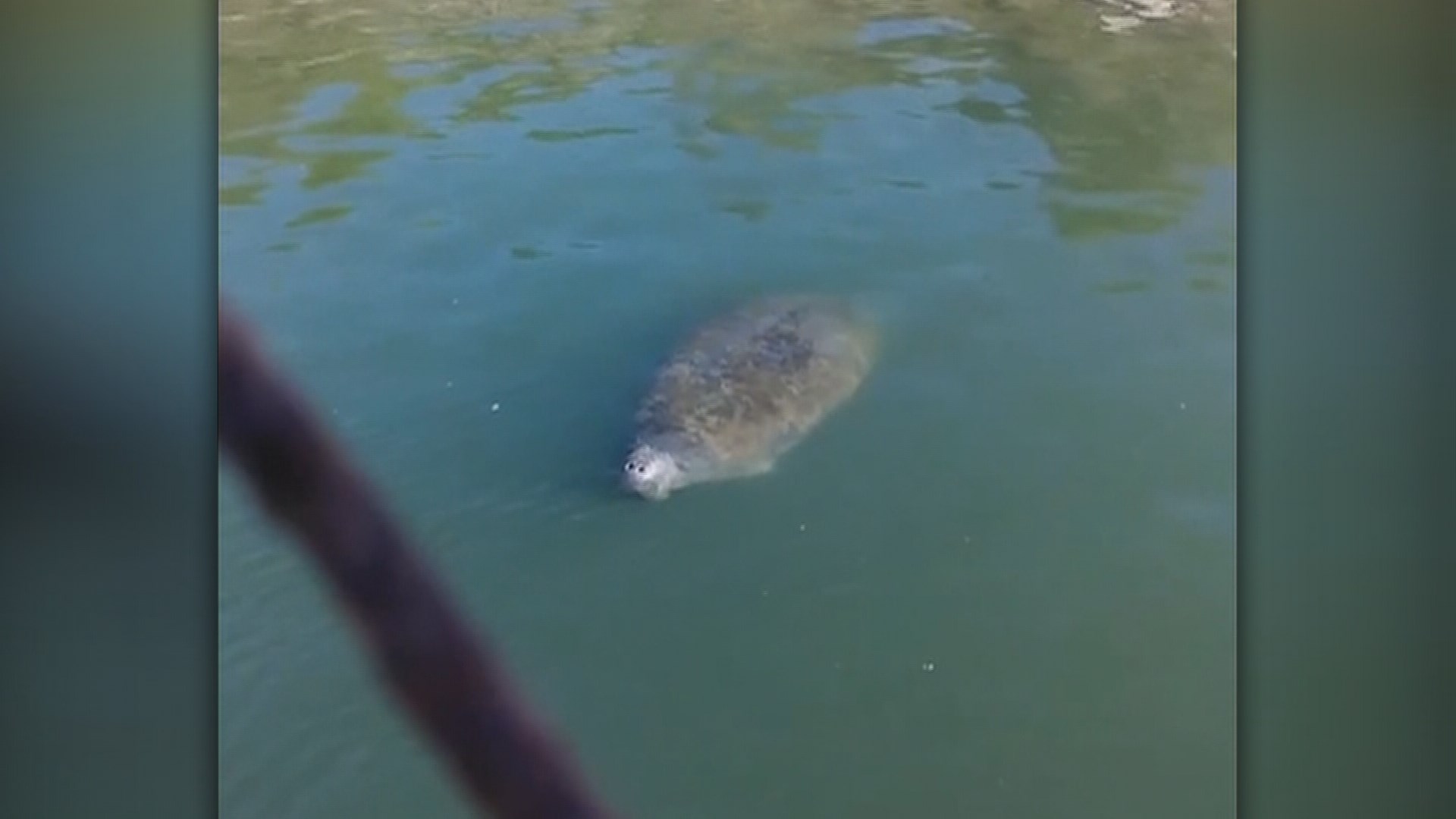 Stranded manatee rescued from Trinity Bay | khou.com
