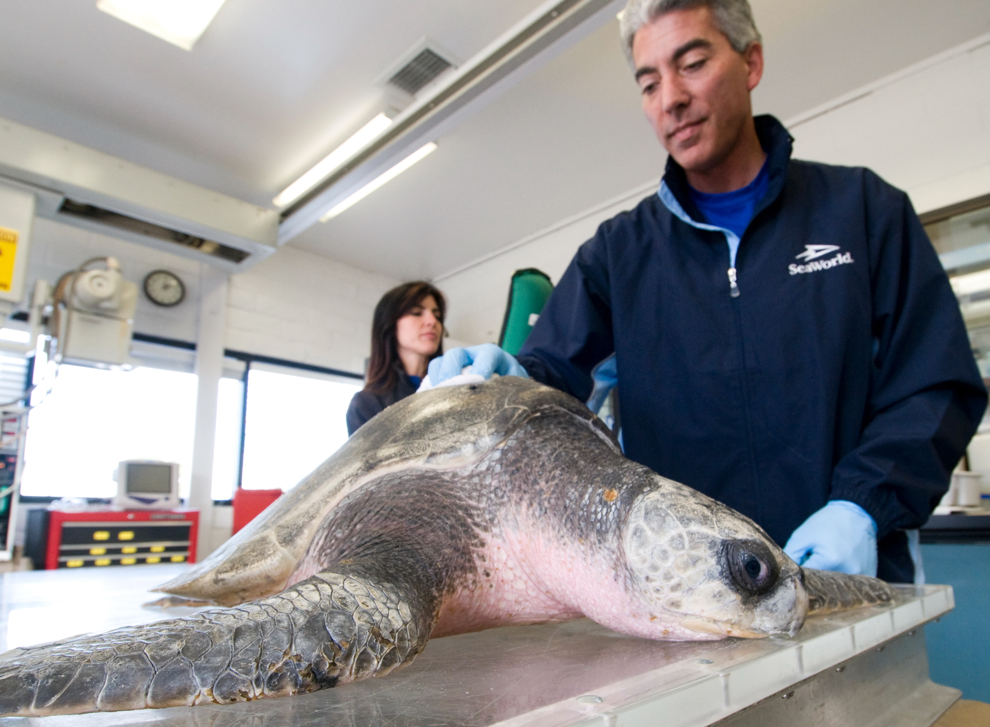 Texas biologists warm chilled sea turtles | khou.com