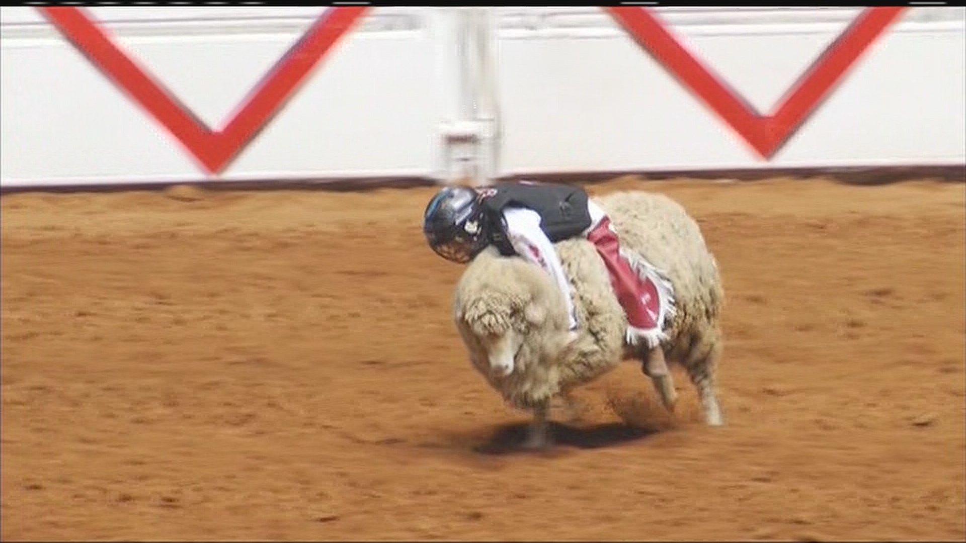 N. Texas boy is Mutton Bustin' champ... by a mile | khou.com