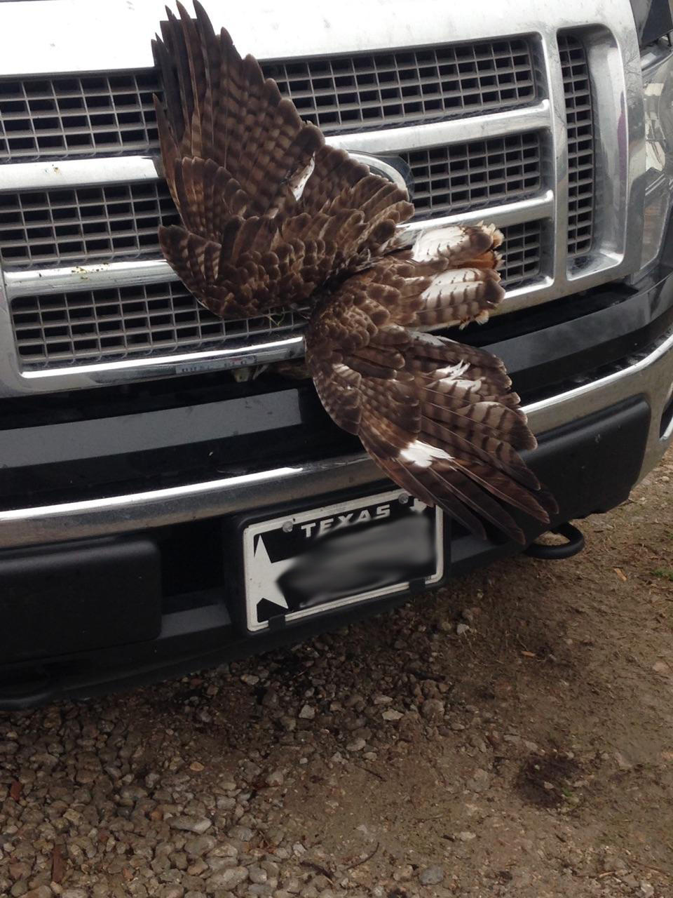 Hawk survives getting stuck in truck grille | khou.com