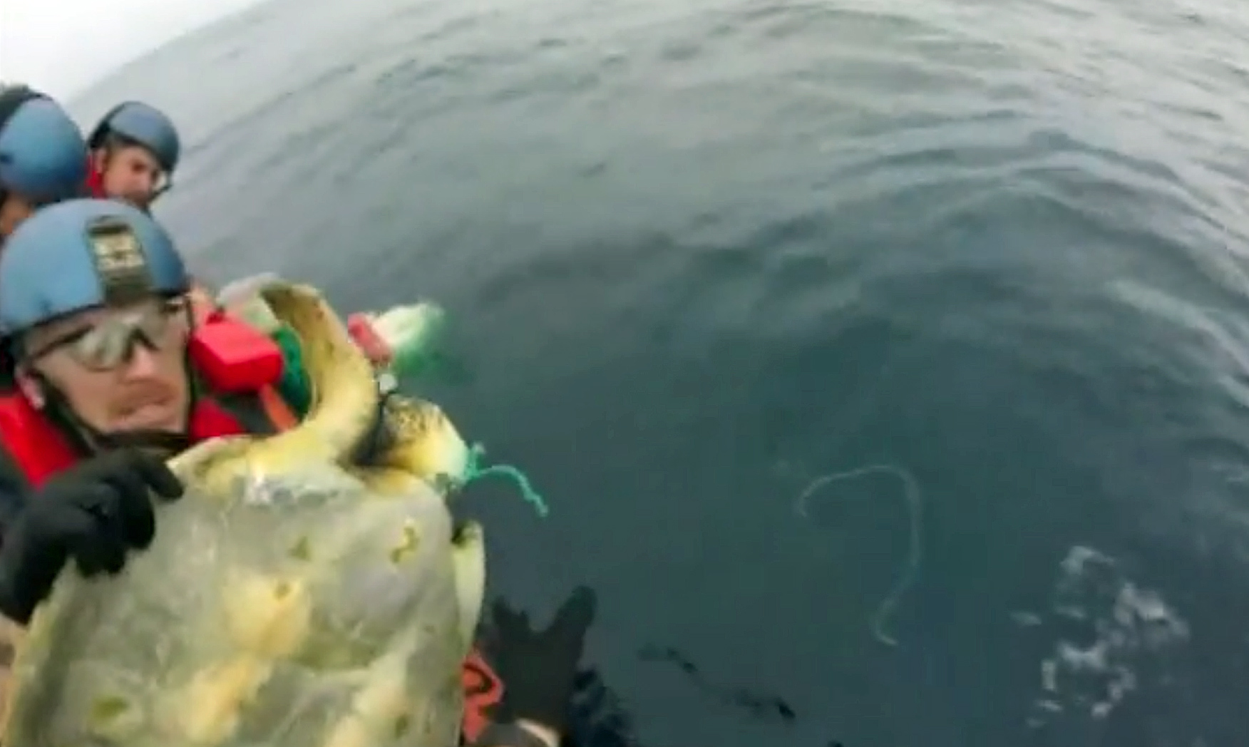 Coast Guard looks for drugs at sea, ends up rescuing turtles | khou.com