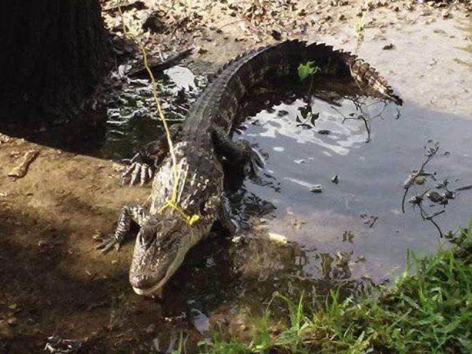 What to do if you encounter an alligator | khou.com