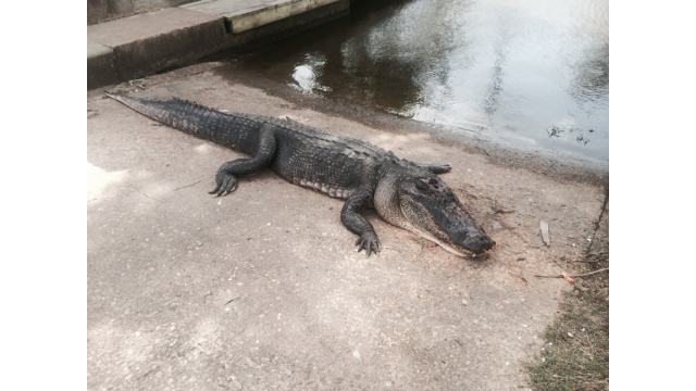 Man who killed man-eating gator could face charges | khou.com