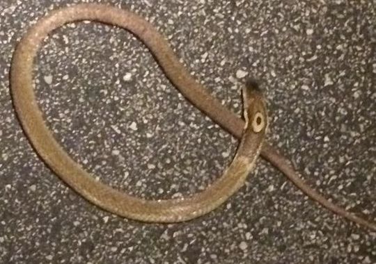 Missing cobra, believed to have killed Austin teen, found dead | khou.com