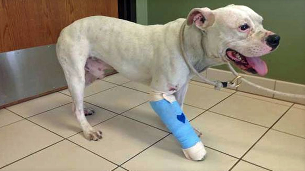 Dog named Simba gets shot after being mistaken for mountain lion | khou.com