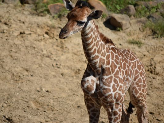 Dallas Zoo: USDA rules Kipenzi's death an accident | khou.com