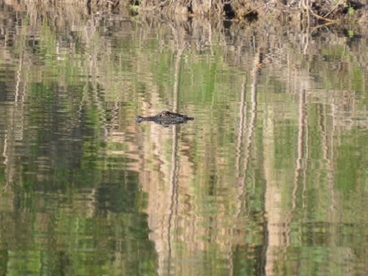 Alligator spotted in Guadalupe River | khou.com