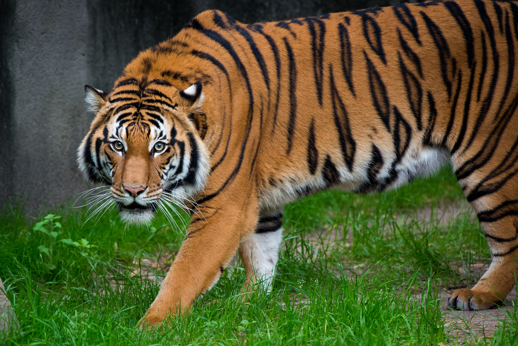 Houston Zoo shows off new tiger | khou.com