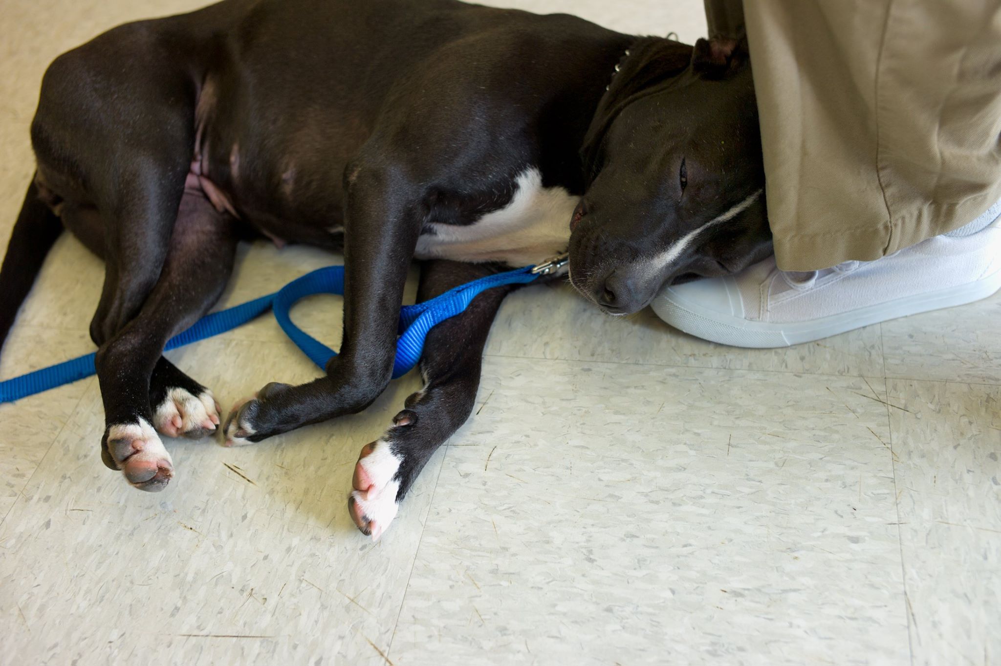 Rehabilitated rescue dogs help to heal troubled teens | khou.com