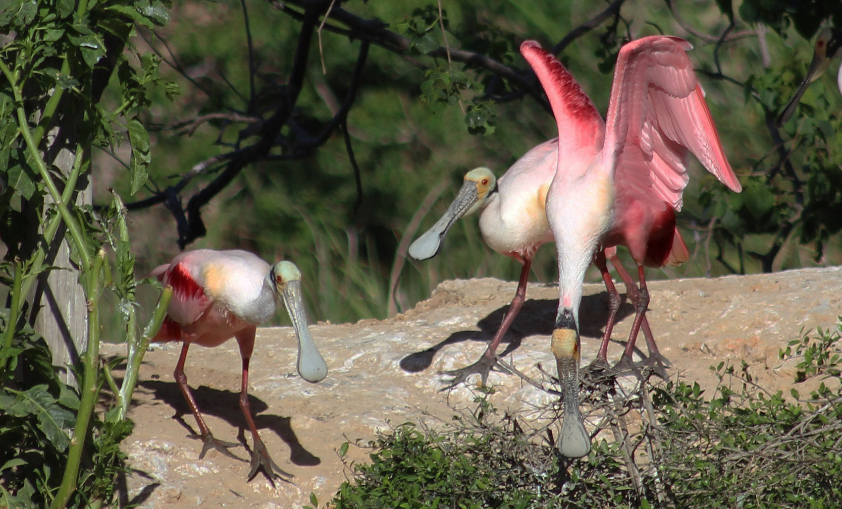 Through the lens: A look at Houston Audubon's wildlife sanctuaries ...