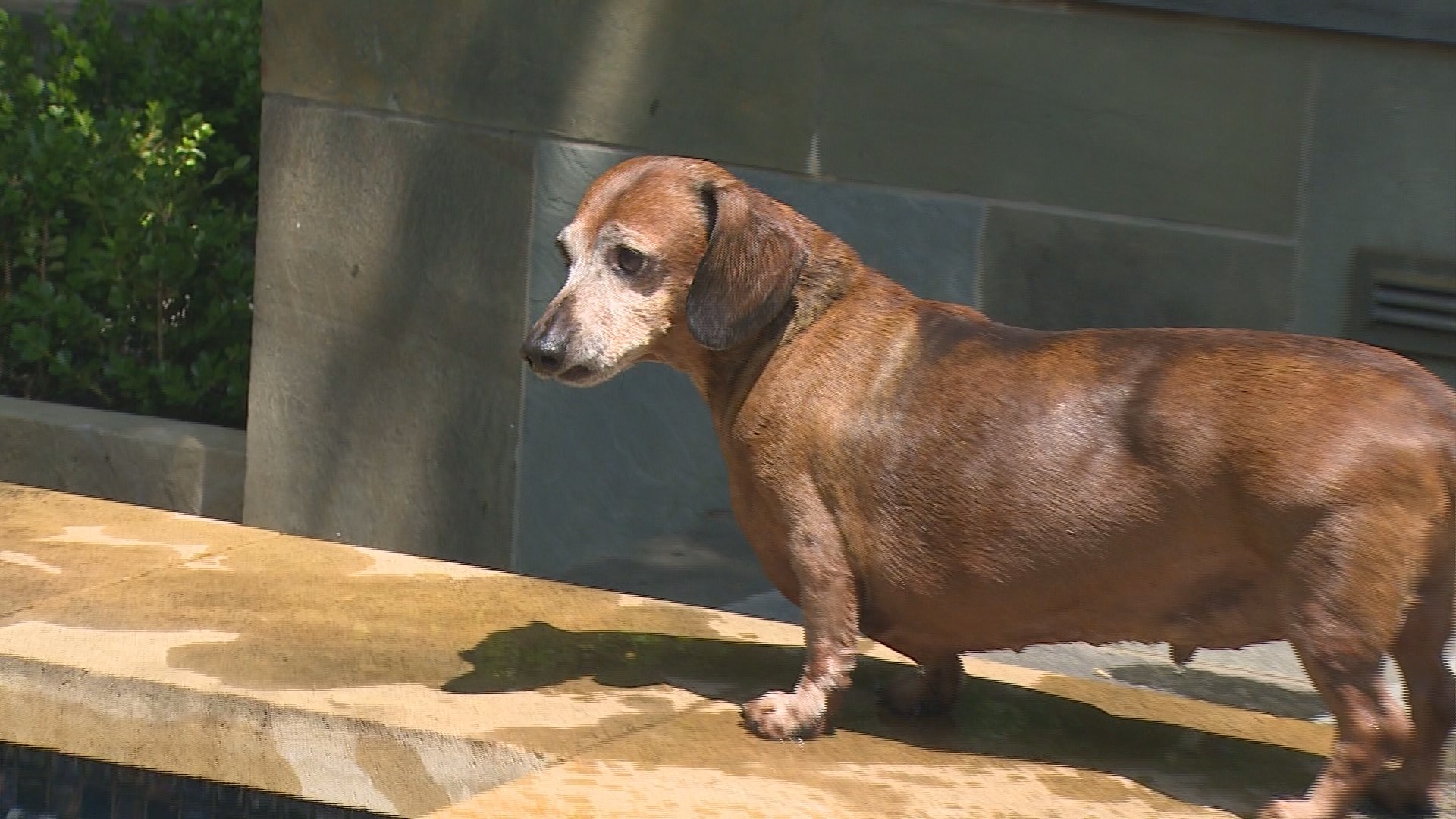 Meet Skinny Vinnie: Dog becomes star after major weight loss | 12news.com