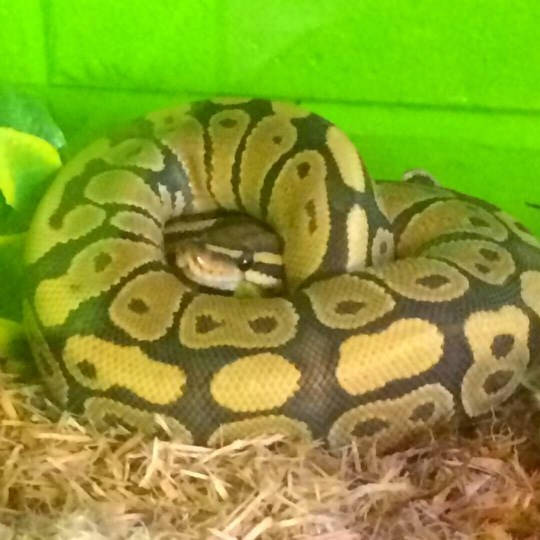 Woman finds 4-foot python in her kitchen | khou.com