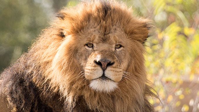 Denver Zoo euthanizes lion suffering from liver disease | khou.com