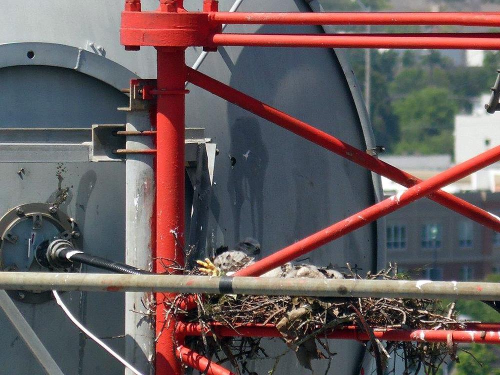 Photos: Hawk chicks hatch on KHOU 11 tower! | khou.com