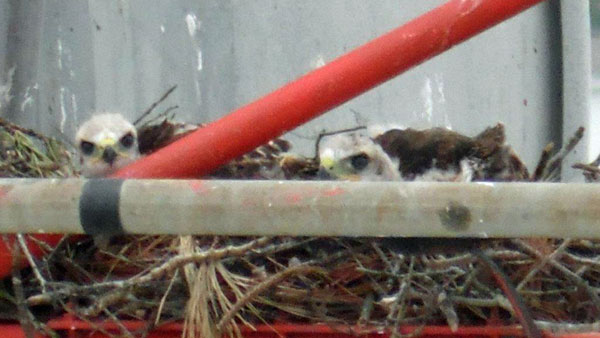 New photos: Hawks nesting on KHOU 11 tower | khou.com