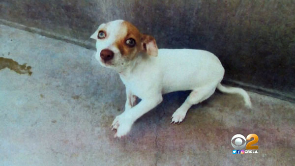 Puppy addicted to meth, heroin, on path to recovery, police say | khou.com