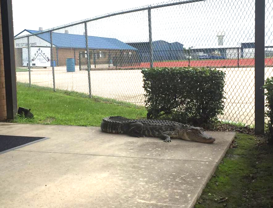 A wild surprise: Teacher spots gator outside school | khou.com