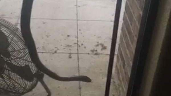 Caught on camera: Snake tries to climb through window | khou.com