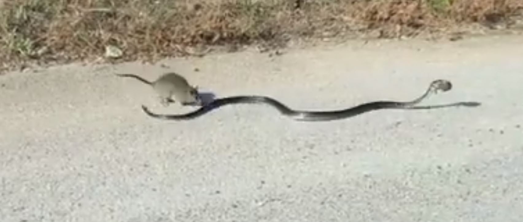 Mama rat saves baby from snake's jaws | khou.com