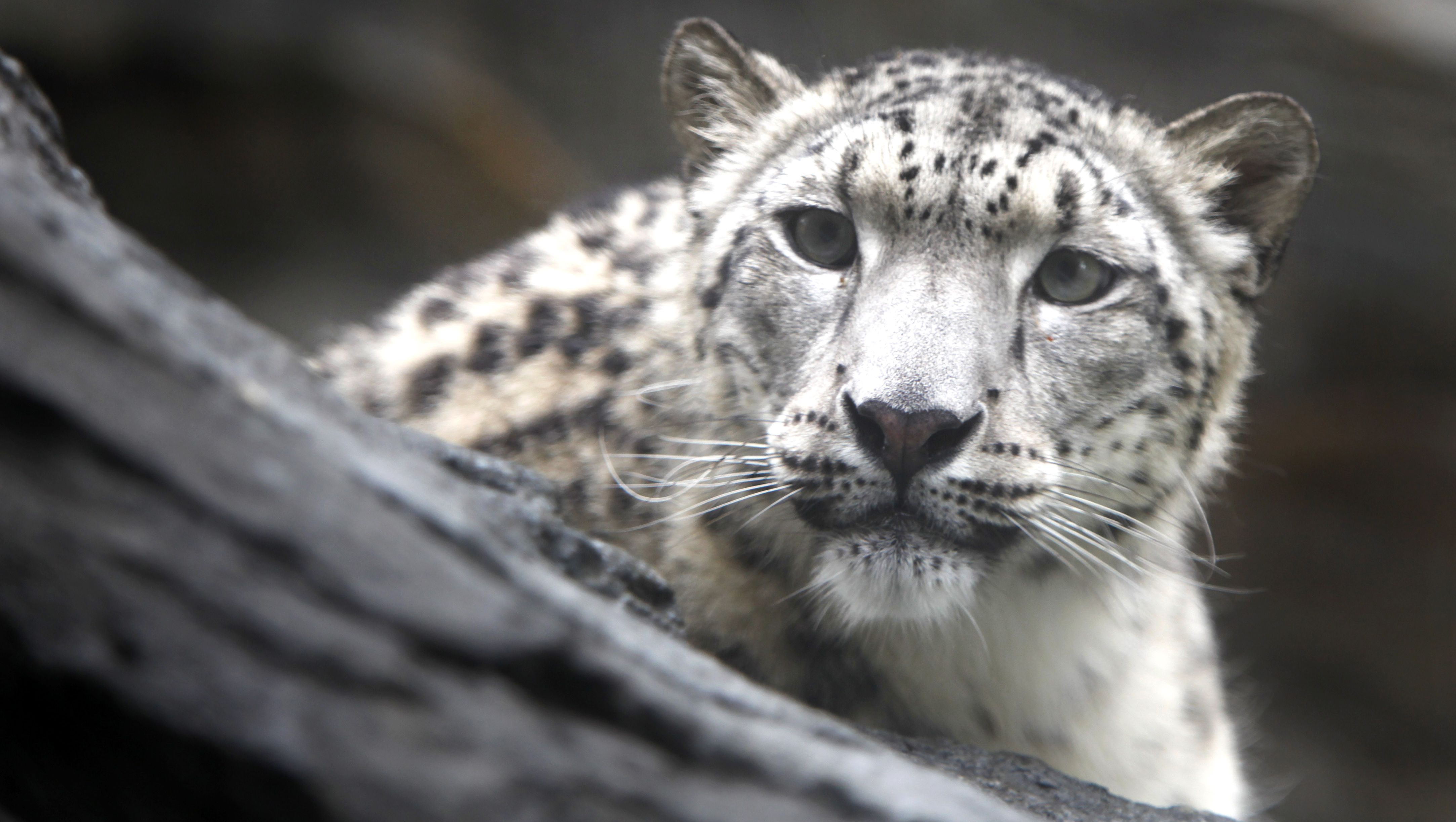 Researchers surprised by clue in leopard poop | khou.com