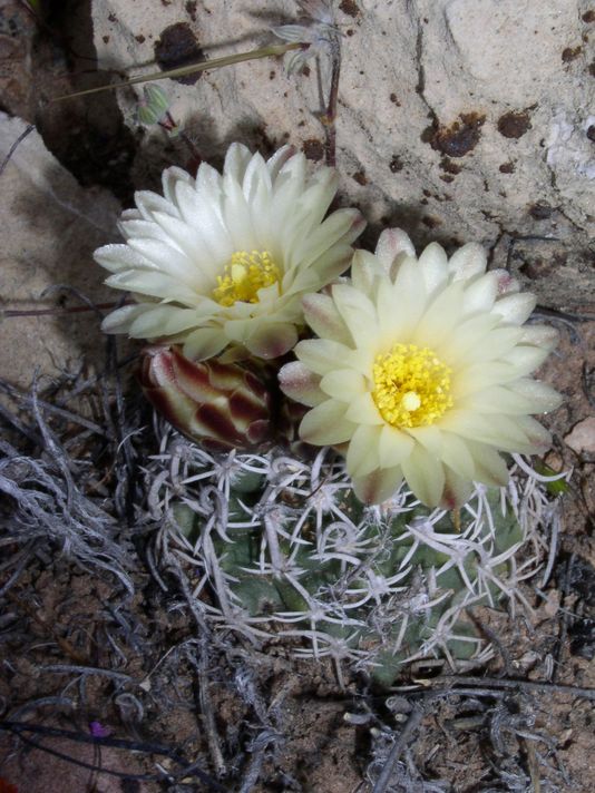 36,000 protected acres in Arizona. Two species of cactus | khou.com