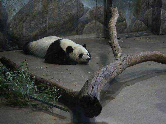 Giant Panda Bao Bao celebrates birthday at National Zoo | khou.com