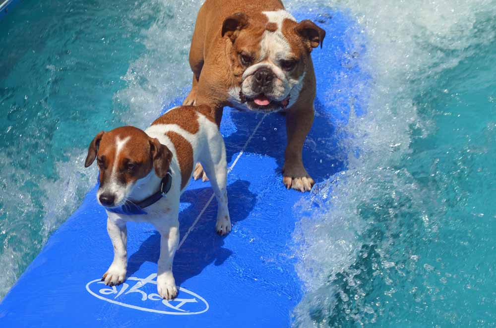 See wave-riding dogs at Minute Maid Park | khou.com