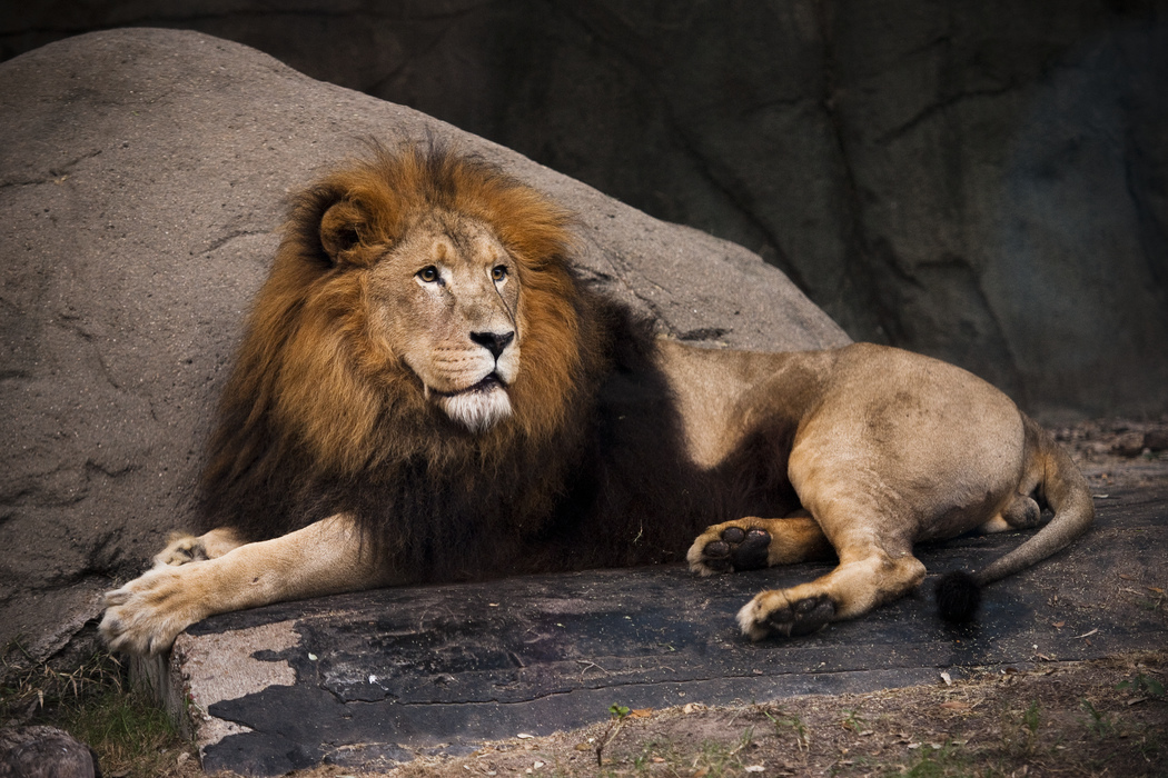 Photos: Houston Zoo announce passing of 'Jonathan' the lion | khou.com