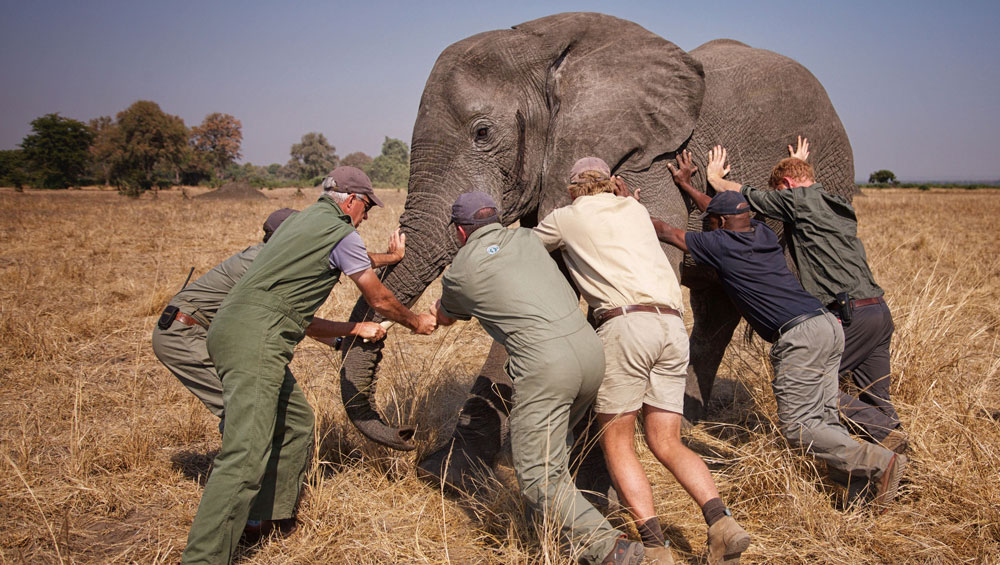 Prince Harry and his 'elephant tipping' African adventure | khou.com