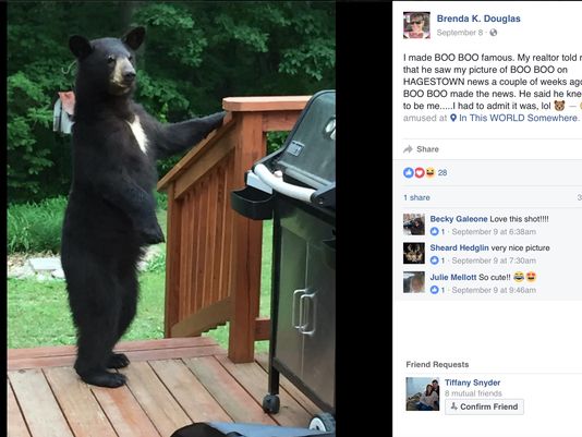 Bear spotted in Maryland walking upright, on hind-legs | khou.com