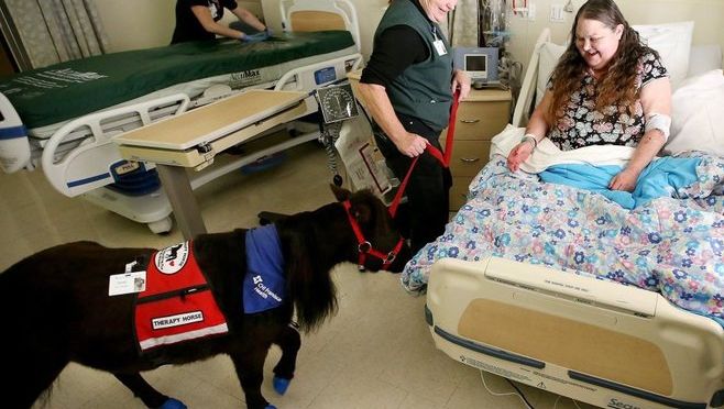 Mini horse rides to the rescue for these patients | khou.com