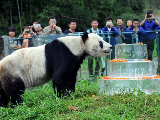 World's oldest male panda dies at 31 | khou.com