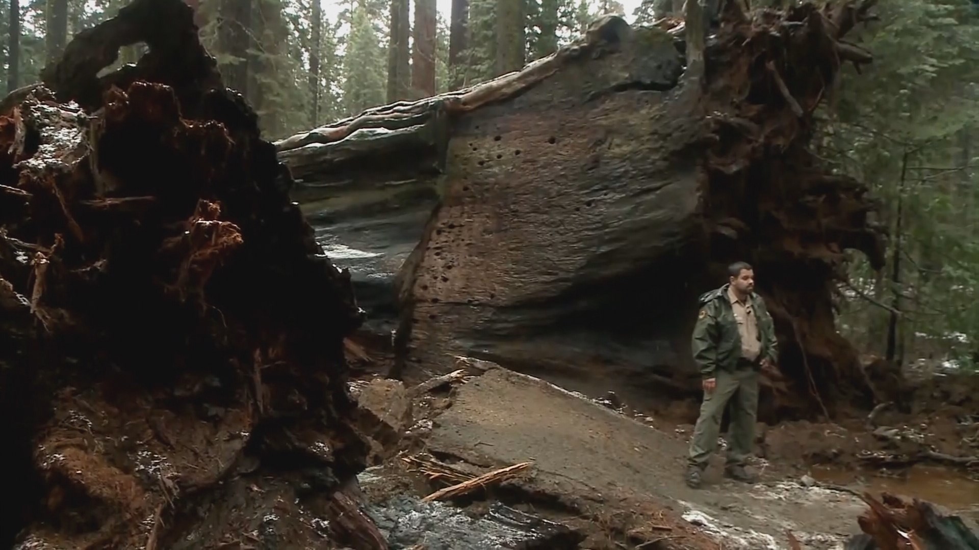 Iconic California Sequoia 'tunnel tree' destroyed in storm | khou.com