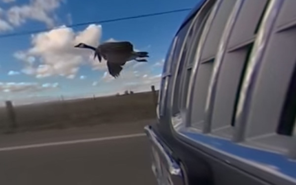 Love-sick goose obsessed with family's car | khou.com