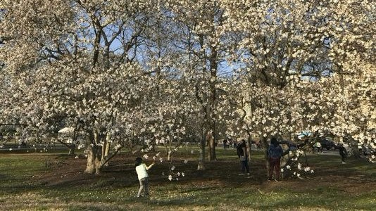 First day of spring officially arrives early Monday | khou.com